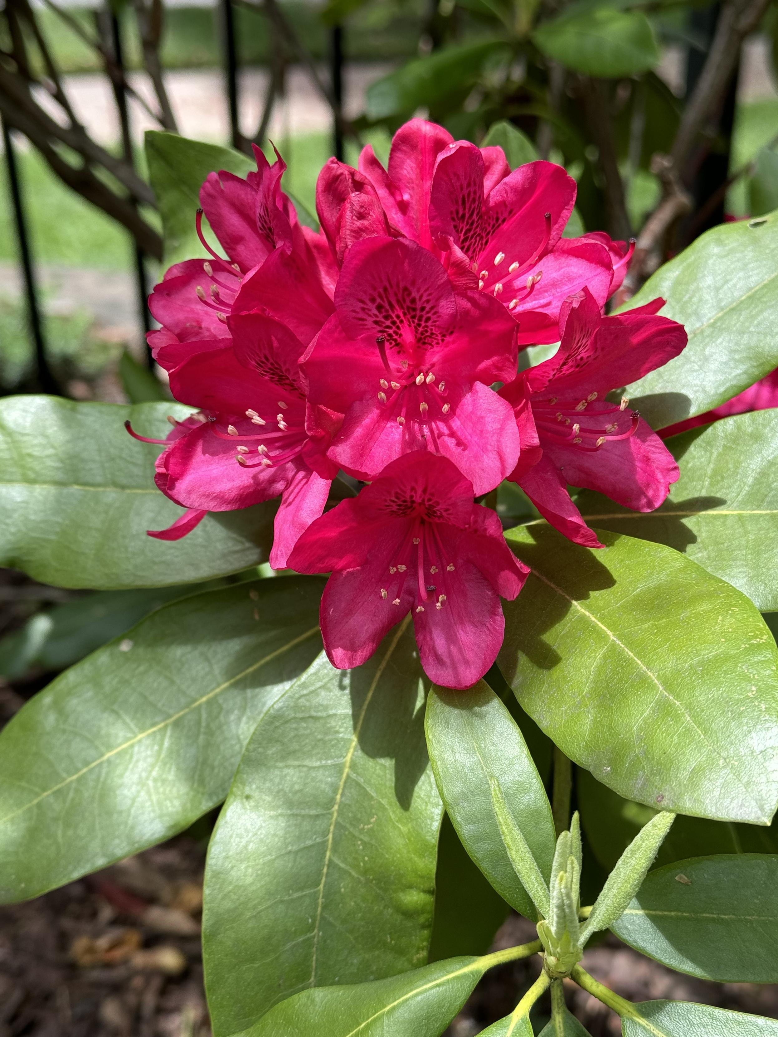 Cindy (@thegreenpagesBC@mstdn.ca) - Mastodon Canada